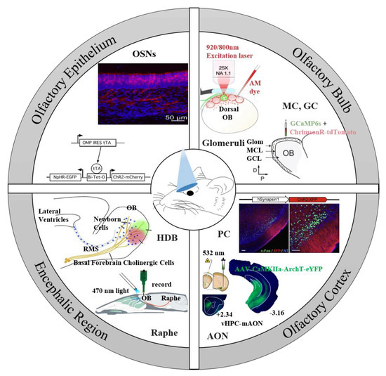Olfactory Optogenetics: Light Illuminates the Chemical Sensing ...