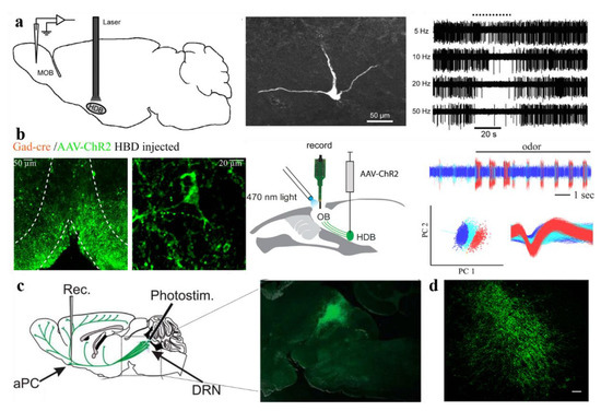 Olfactory Optogenetics: Light Illuminates the Chemical Sensing ...