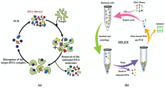 Advancement in Salmonella Detection Methods: From Conventional to ...
