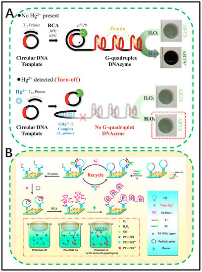 Rolling Circle Amplification as an Efficient Analytical Tool for Rapid ...