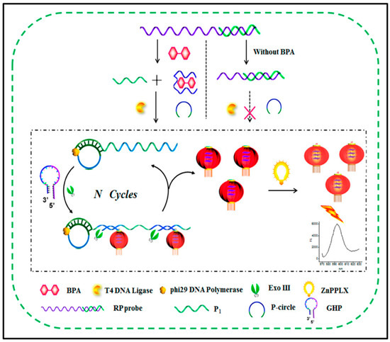 Rolling Circle Amplification as an Efficient Analytical Tool for Rapid ...