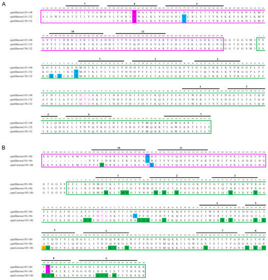 Circularly Permuted Far-Red Fluorescent Proteins