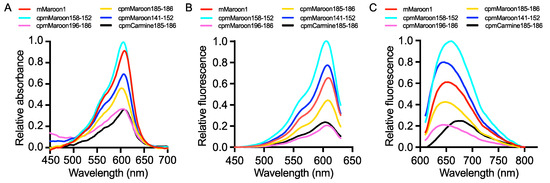 Circularly Permuted Far-Red Fluorescent Proteins