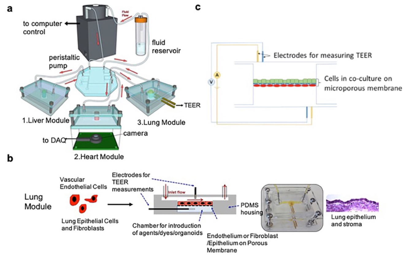 Microfluidic-Chip-Integrated Biosensors for Lung Disease Models