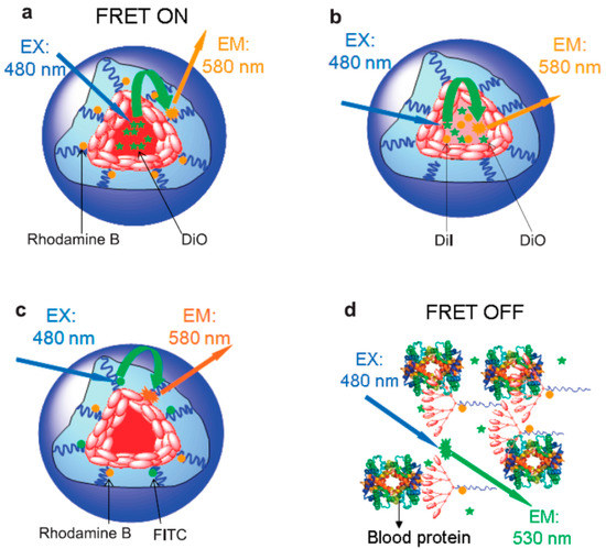 FRET Ratiometric Nanoprobes for Nanoparticle Monitoring