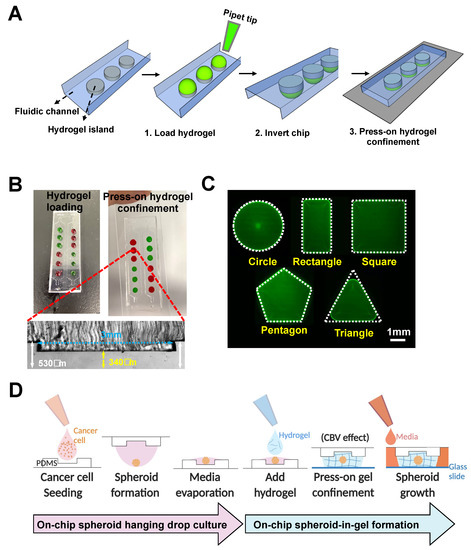 Biosensors | Free Full-Text | A Facile and Scalable Hydrogel Patterning ...