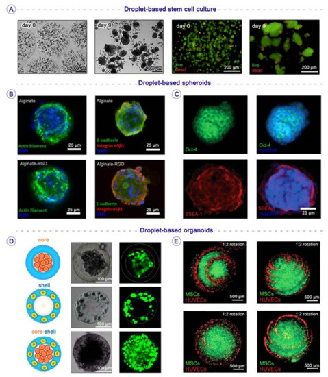 Microfluidic-Based Droplets for Advanced Regenerative Medicine: Current ...