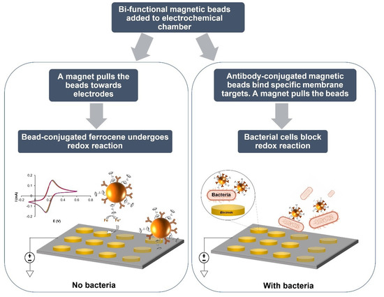 Electrochemical Detection of Waterborne Bacteria Using Bi-Functional ...