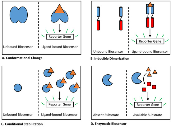 Strategies for Improving Small-Molecule Biosensors in Bacteria