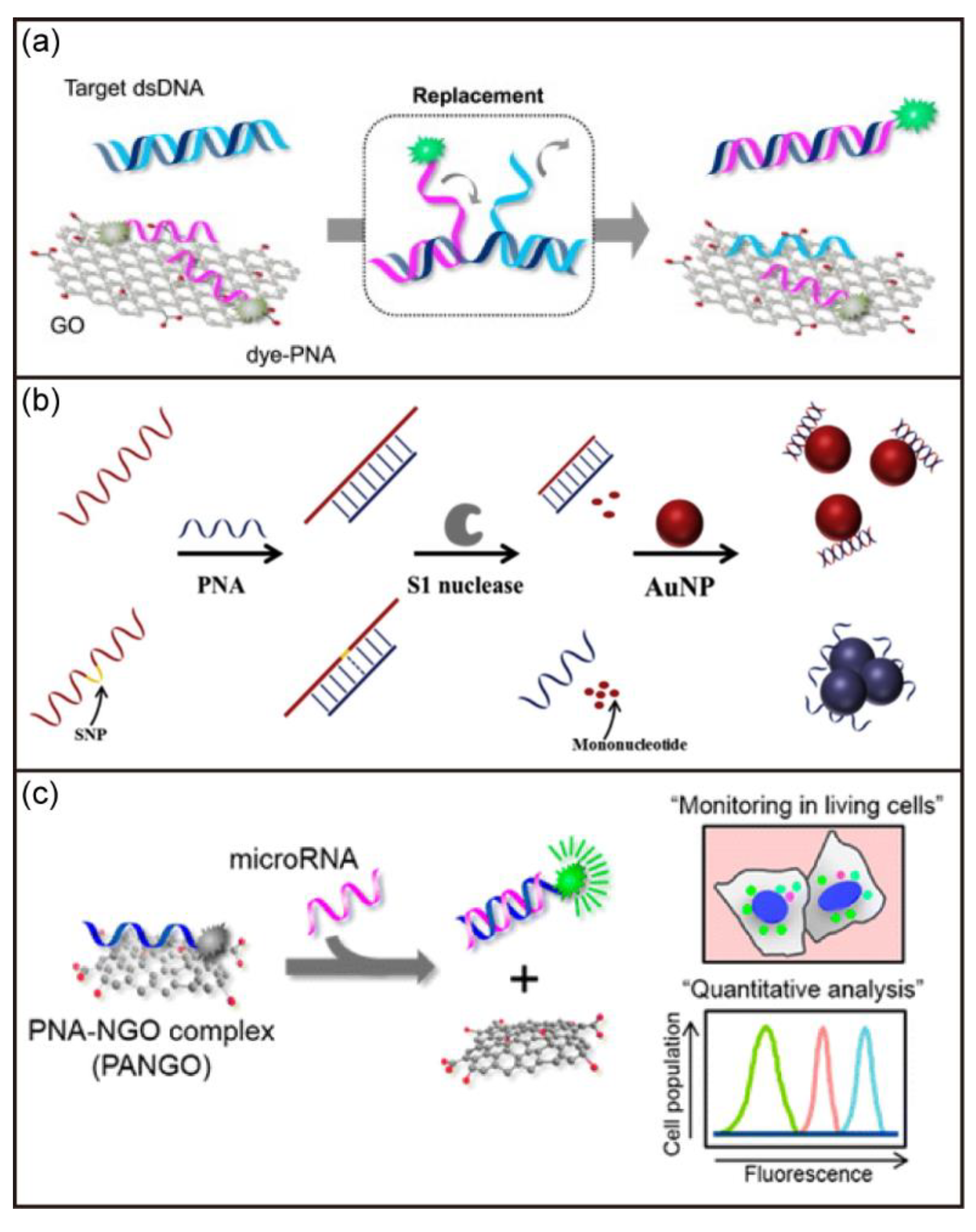 Nucleic Acids and Their Analogues for Biomedical Applications