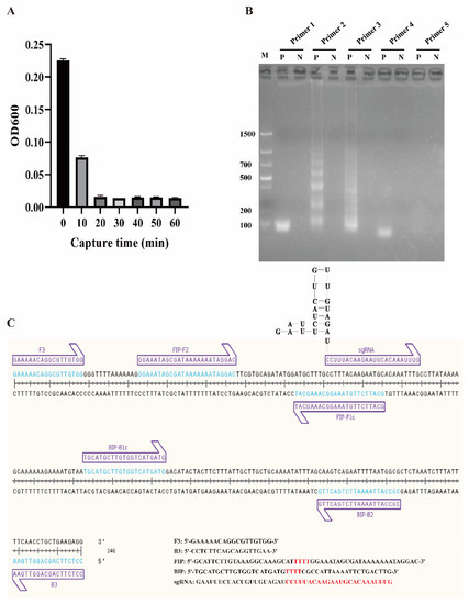 Immunocapture Magnetic Beads Enhanced the LAMP-CRISPR/Cas12a Method for ...