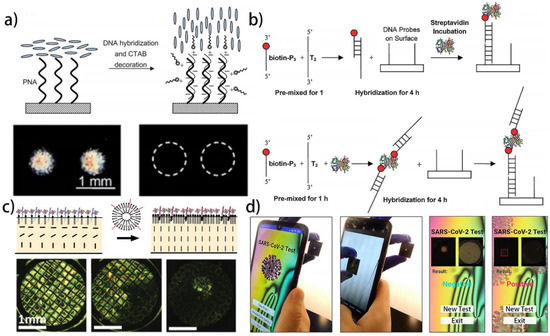 Overview of Liquid Crystal Biosensors: From Basic Theory to Advanced Applications