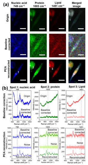 Label-Free Differentiation of Cancer and Non-Cancer Cells Based on ...