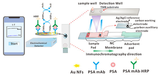 A Portable Biosensor Based on Au Nanoflower Interface Combined with ...