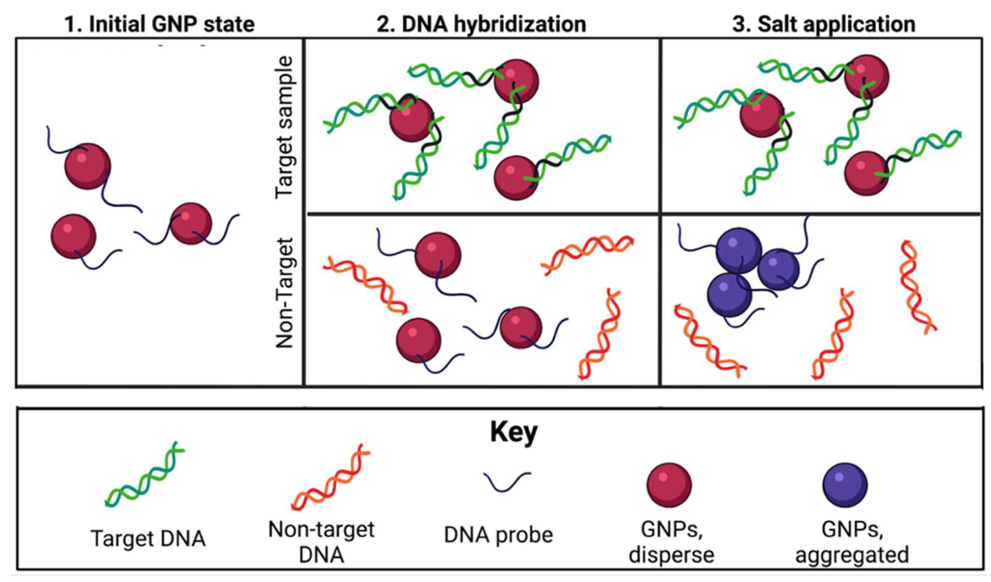 Biosensors Free Full Text Detection Of Unamplified E Coli O157 Dna
