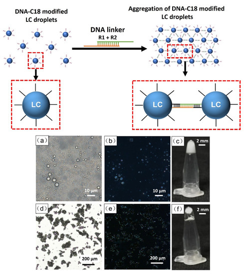 DNA-Modified Liquid Crystal Droplets