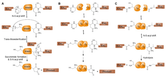 Intein-Mediated Protein Engineering for Cell-Based Biosensors