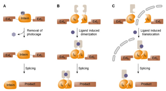 Intein-Mediated Protein Engineering for Cell-Based Biosensors
