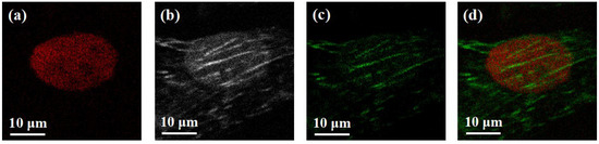 Multi-Color Two-Photon Microscopic Imaging Based on a Single-Wavelength ...