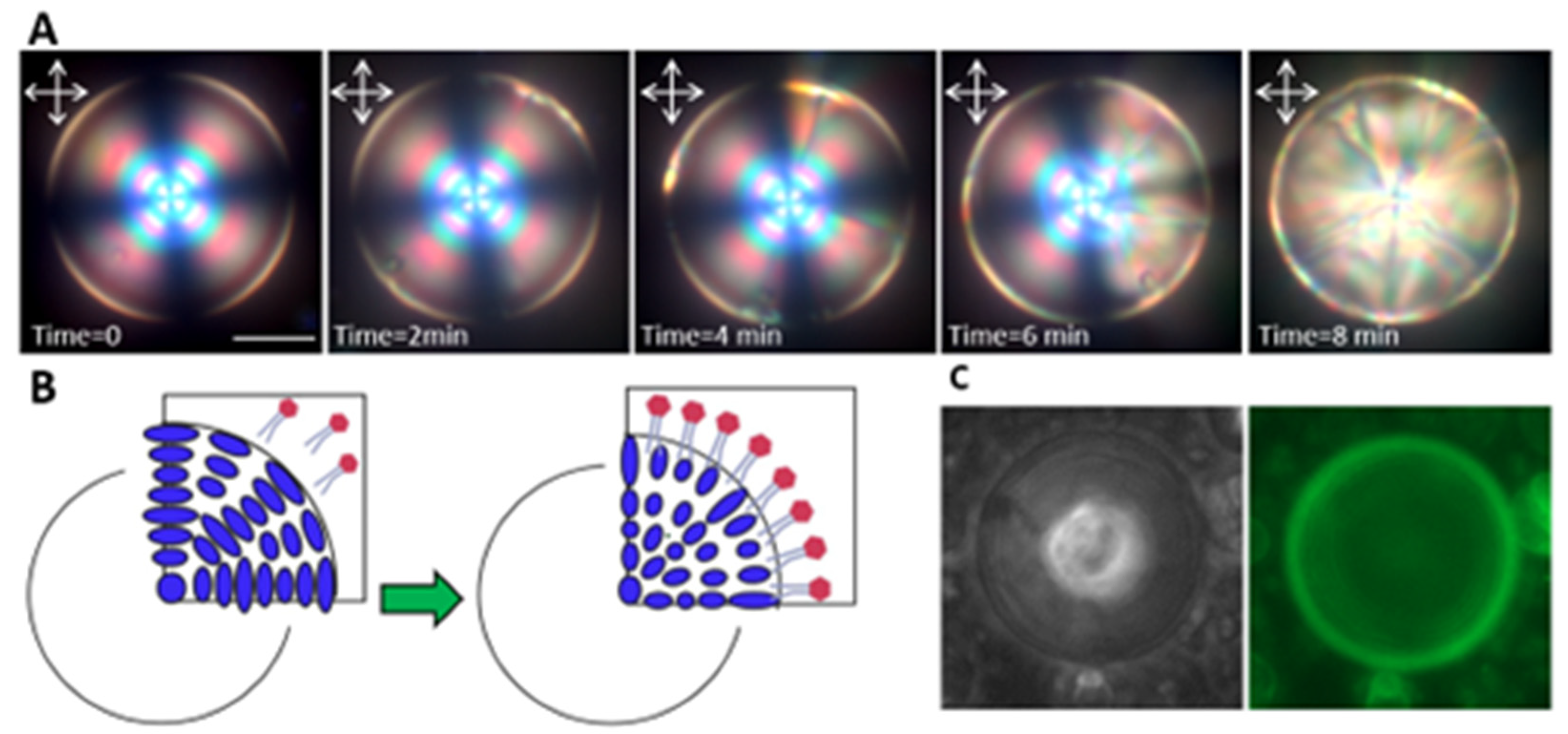 Biosensors | Free Full-Text | Chiral Liquid Crystal Microdroplets for ...