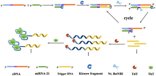 Biosensors | Free Full-Text | Label-Free miRNA-21 Analysis Based on ...