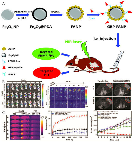 Targeted Molecular Imaging Probes Based on Magnetic Resonance Imaging ...