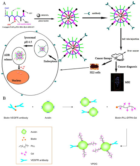 Targeted Molecular Imaging Probes Based on Magnetic Resonance Imaging ...