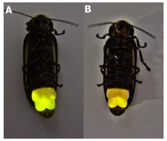 Bioluminescence Color-Tuning Firefly Luciferases: Engineering and ...