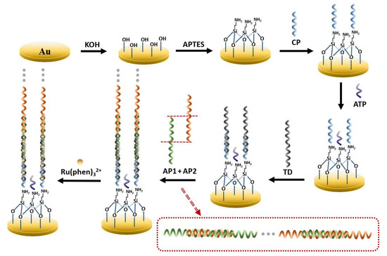 APTES-Modified Remote Self-Assembled DNA-Based Electrochemical ...