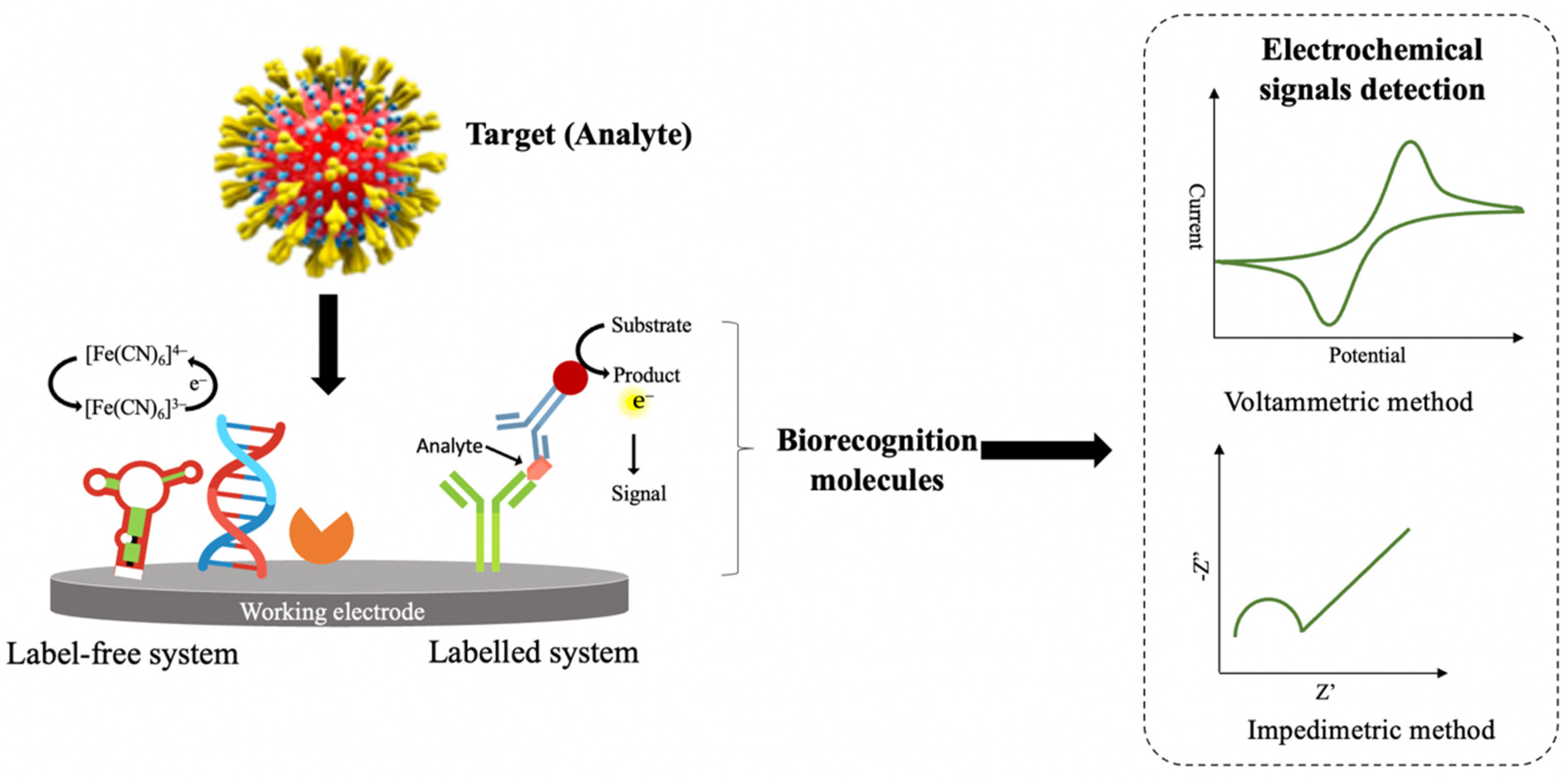 Biosensors Free Full Text Utilizing Electrochemical Based Sensing