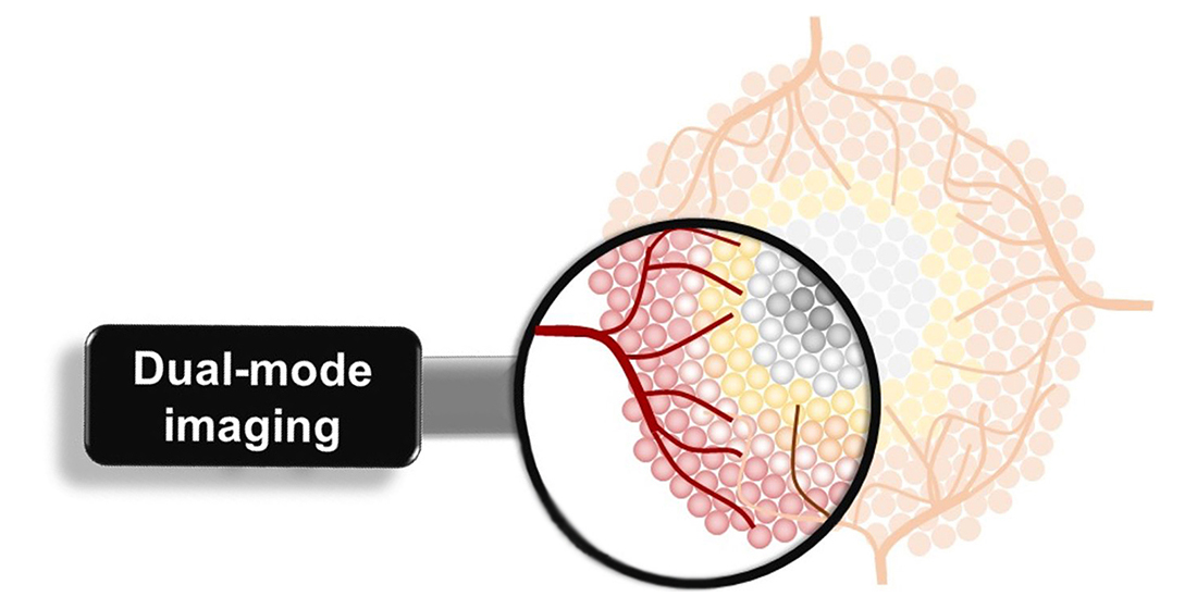 Biosensors | Free Full-Text | Dual-Mode Tumor Imaging Using Probes That ...
