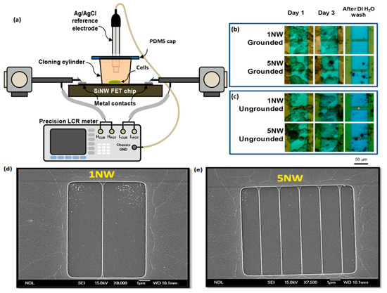 PC-12 Cell Line as a Neuronal Cell Model for Biosensing Applications