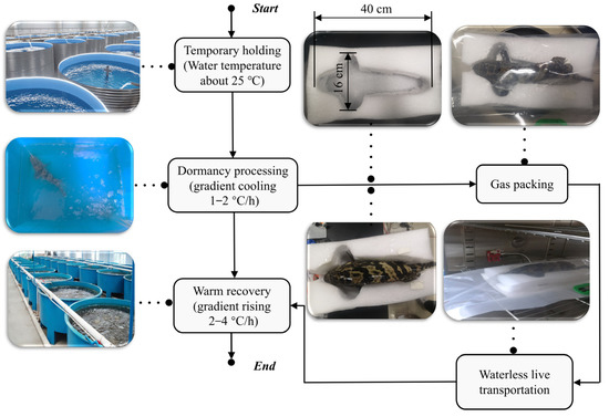 Millimeter Wave-Based Non-Destructive Biosensor System for Live Fish ...