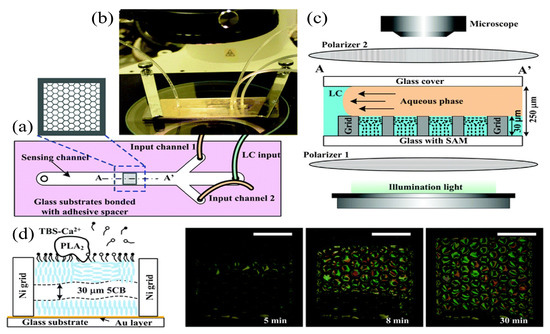 Biosensors | Free Full-Text | Liquid Crystal Biosensors: Principles, Structure and Applications