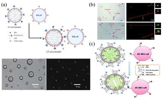Biosensors | Free Full-Text | Liquid Crystal Biosensors: Principles, Structure and Applications