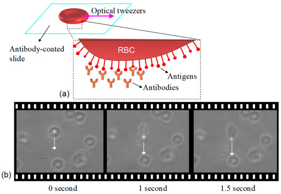 Biosensors | Free Full-Text | A Novel Methodology for Detecting ...