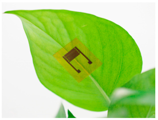 Nanosensor Applications in Plant Science