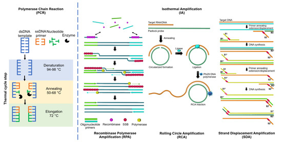 Biosensors | Free Full-Text | Isothermal Amplification Technology for Disease Diagnosis