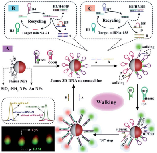 Biosensors | Free Full-Text | Application of Janus Particles in Point ...