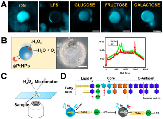 Application of Janus Particles in Point-of-Care Testing