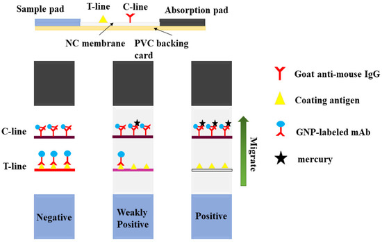 An Immunochromatographic Assay for the Rapid and Qualitative Detection ...