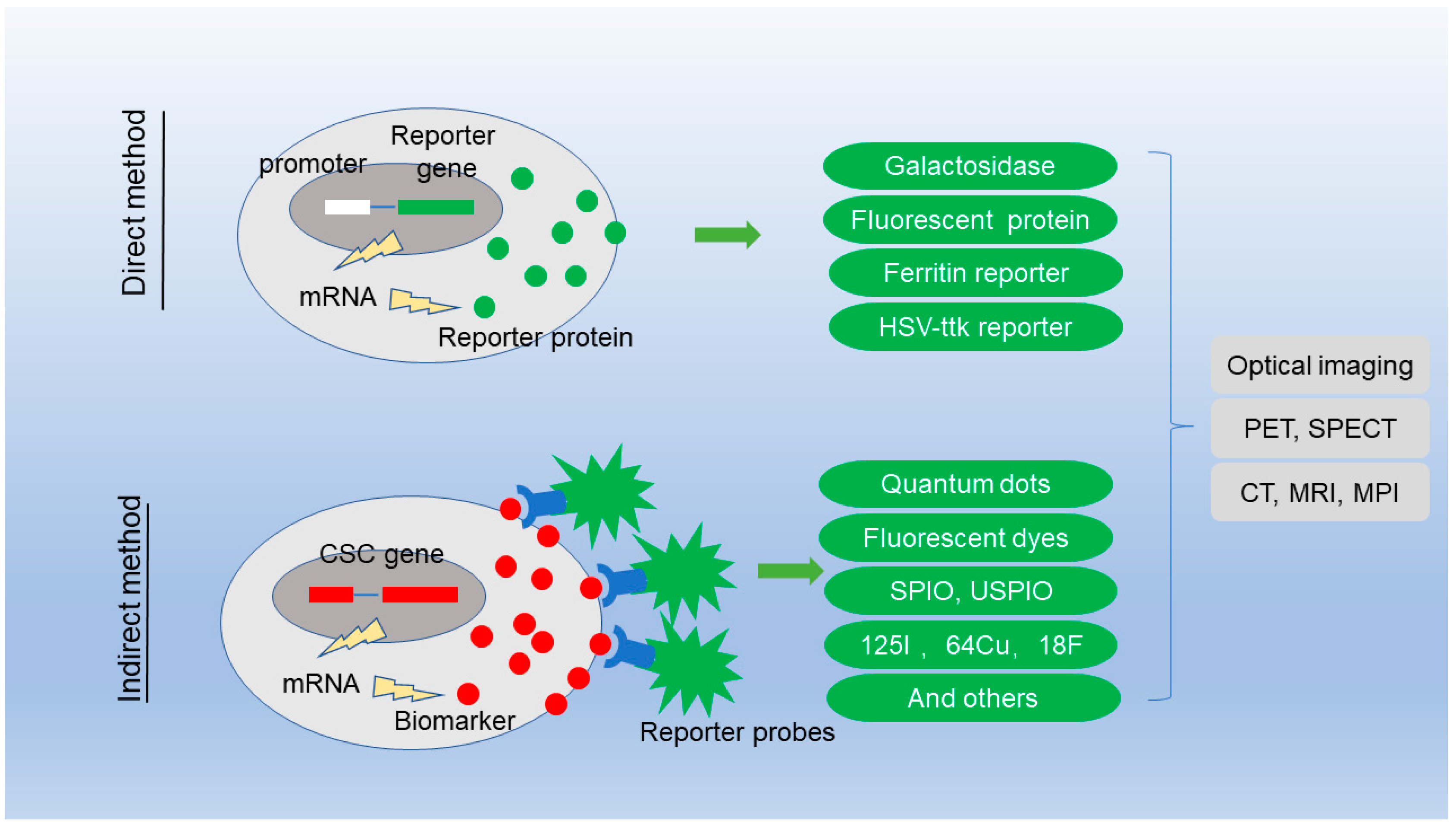 Lineage Tracing and Molecular Real-Time Imaging of Cancer Stem Cells