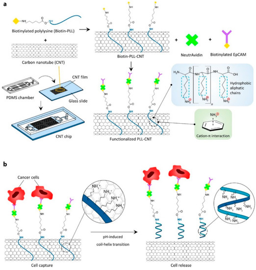 Biosensors | Free Full-Text | Carbon Nanotube and Its Derived ...
