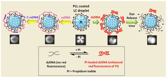 Liquid Crystal Droplet-Based Biosensors: Promising for Point-of-Care ...