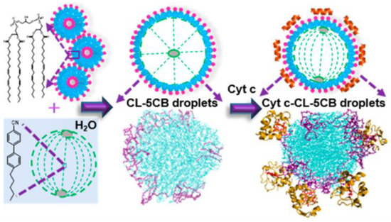 Liquid Crystal Droplet-Based Biosensors: Promising for Point-of-Care ...