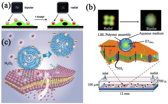 Liquid Crystal Droplet-Based Biosensors: Promising for Point-of-Care ...
