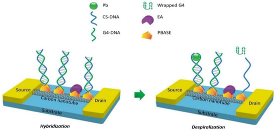 Sensors Based on the Carbon Nanotube Field-Effect Transistors for ...