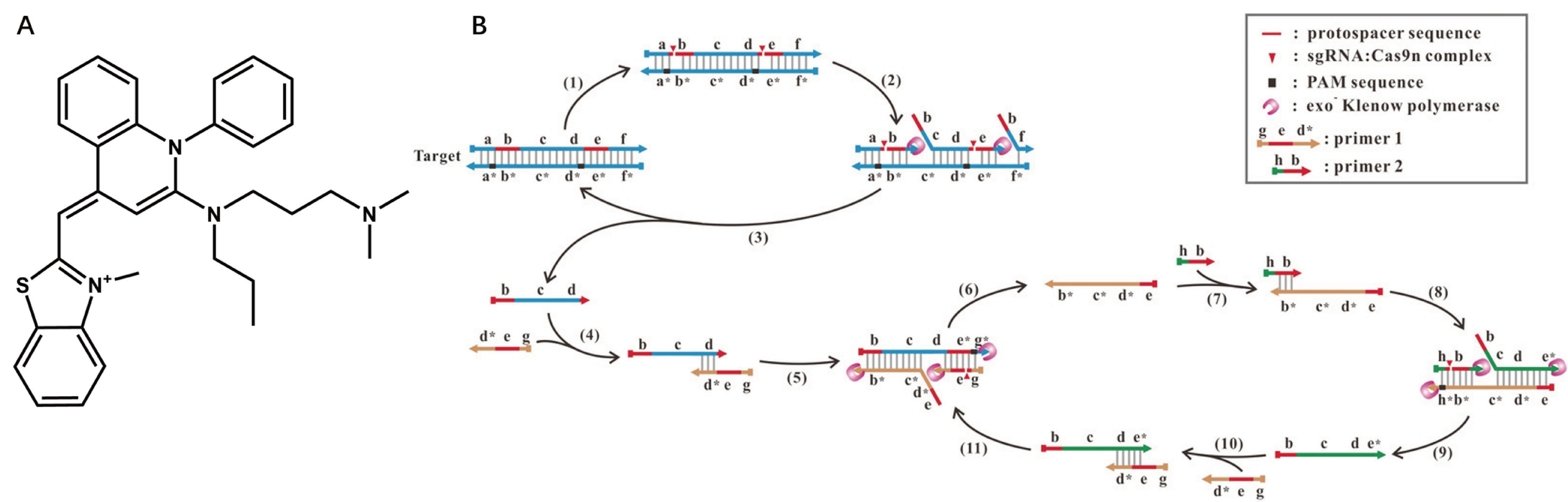 Fluorescence Signal-Readout of CRISPR/Cas Biosensors for Nucleic Acid ...