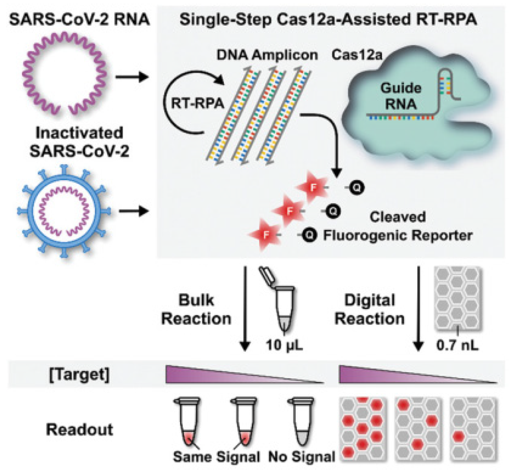 Fluorescence Signal-Readout of CRISPR/Cas Biosensors for Nucleic Acid ...
