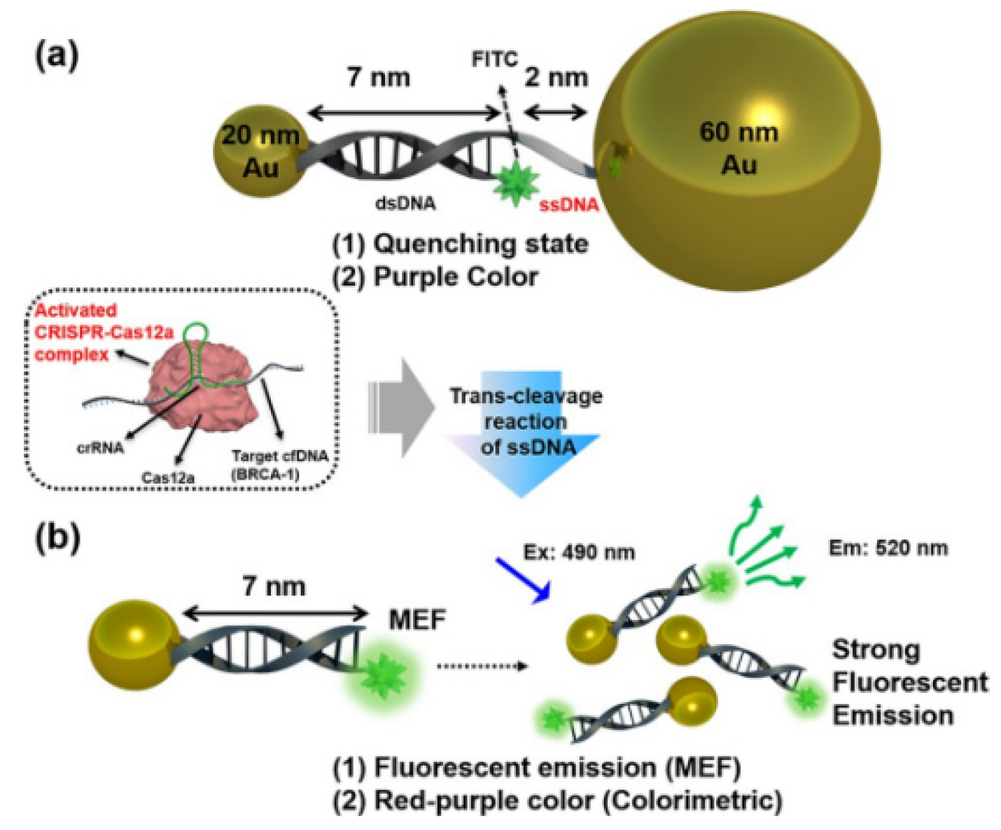 Fluorescence Signal-Readout of CRISPR/Cas Biosensors for Nucleic Acid ...